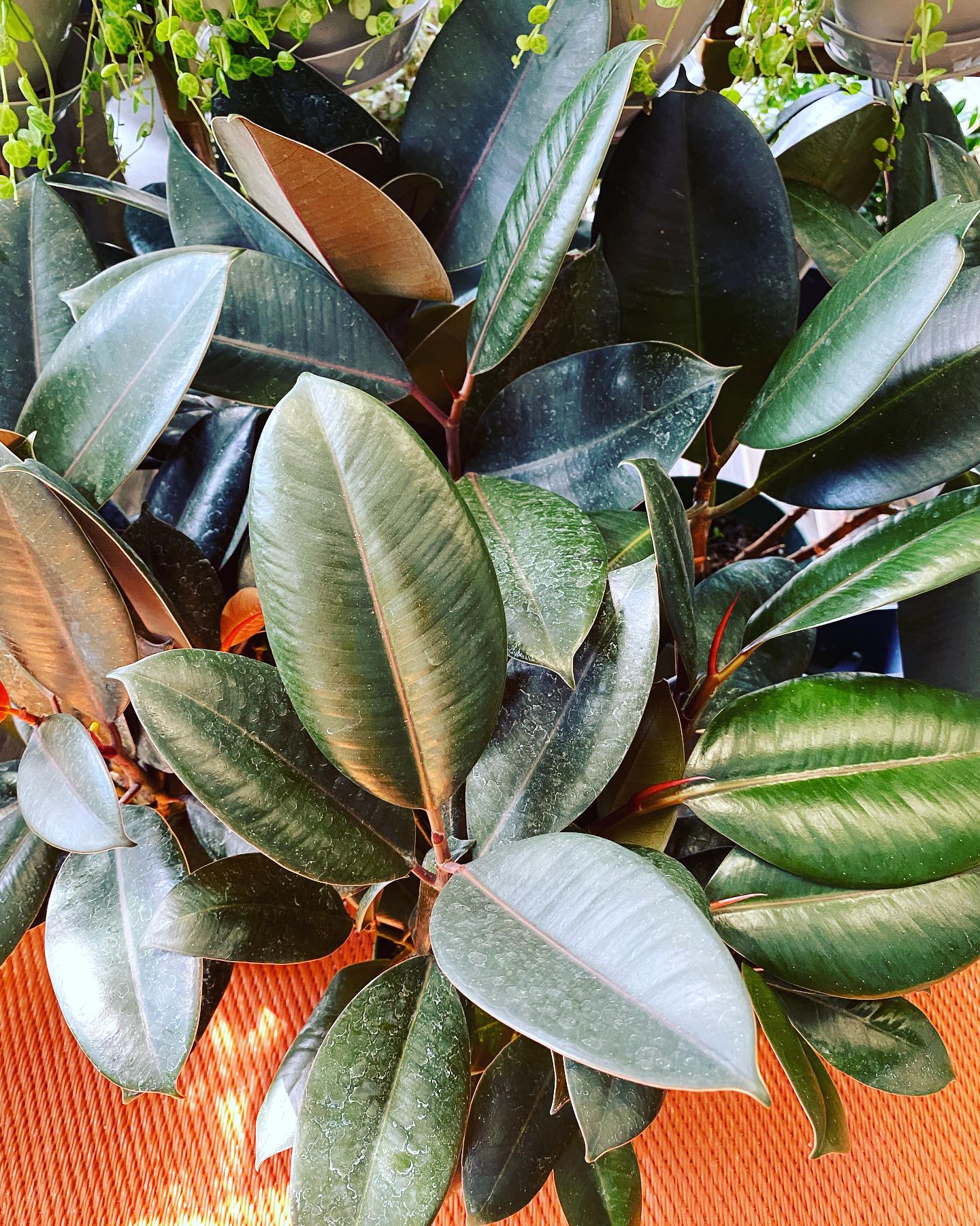 Rubber Tree – Drips Botanical Elements