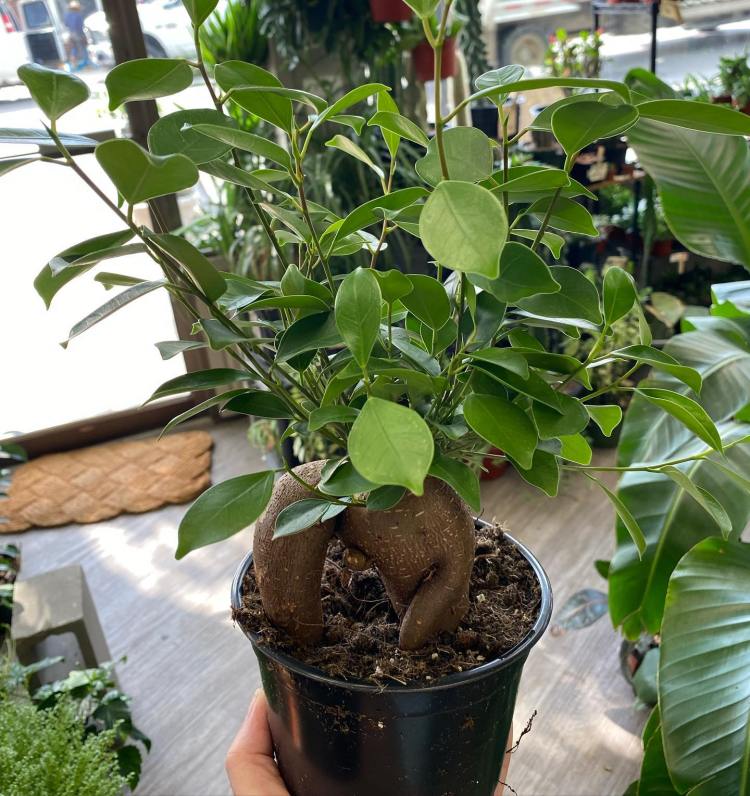 Ficus Microcarpa – (drips) botanical elements